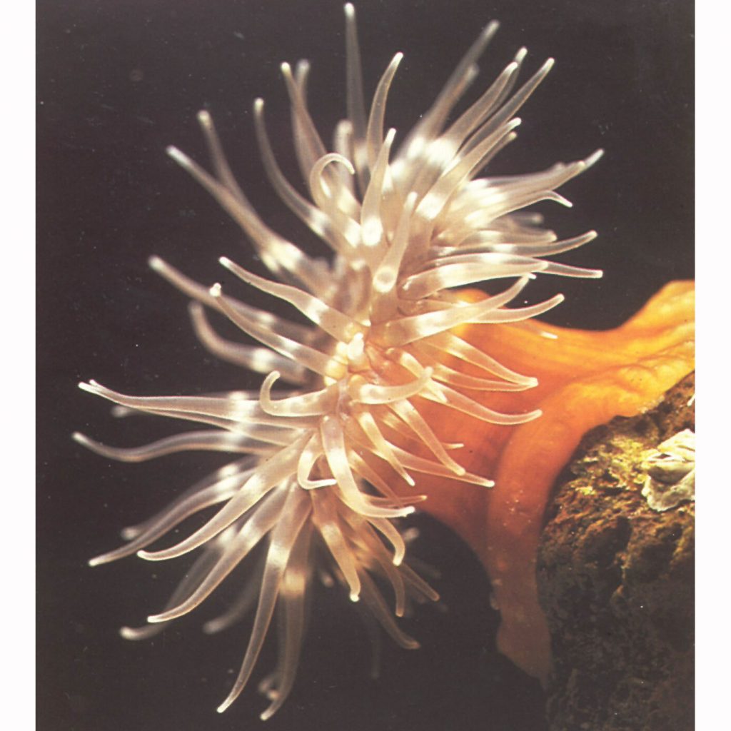 Gem Anemone by Neil Thomson – FolkWaves