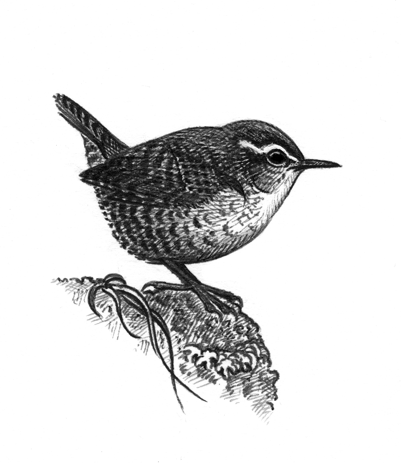 The Wren And The Salt Air by Jenny Sturgeon – FolkWaves